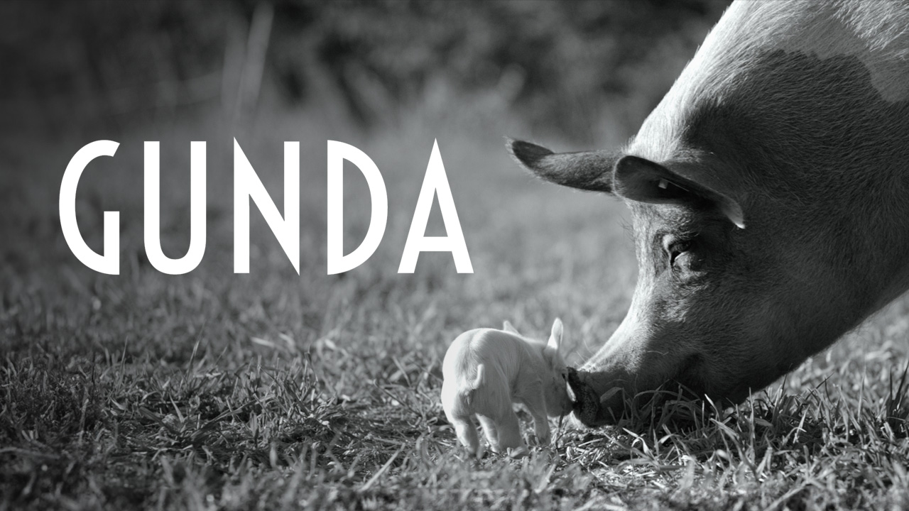 Gunda - iVysílání | Česká televize