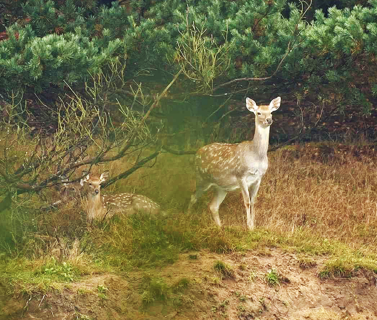 Les a zvěř - iVysílání | Česká televize