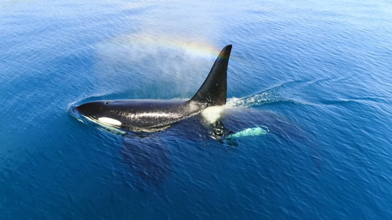 Kosatka dravá, Japonsko - Obdivuhodný svět přírody | Česká televize