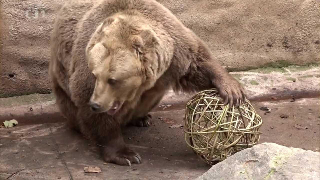 10. prosince 2023 - Toulavá kamera | Česká televize