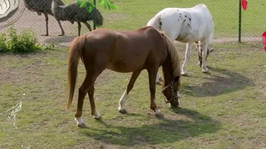 Koníci a poníci - Co naše babičky uměly a na co my jsme zapomněli ...