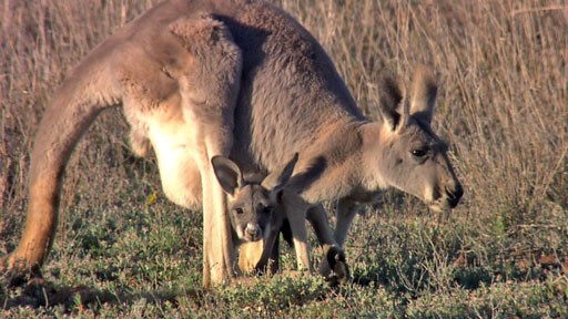 2/13 Klokan rudý - Tajemství divočiny VI. | Česká televize