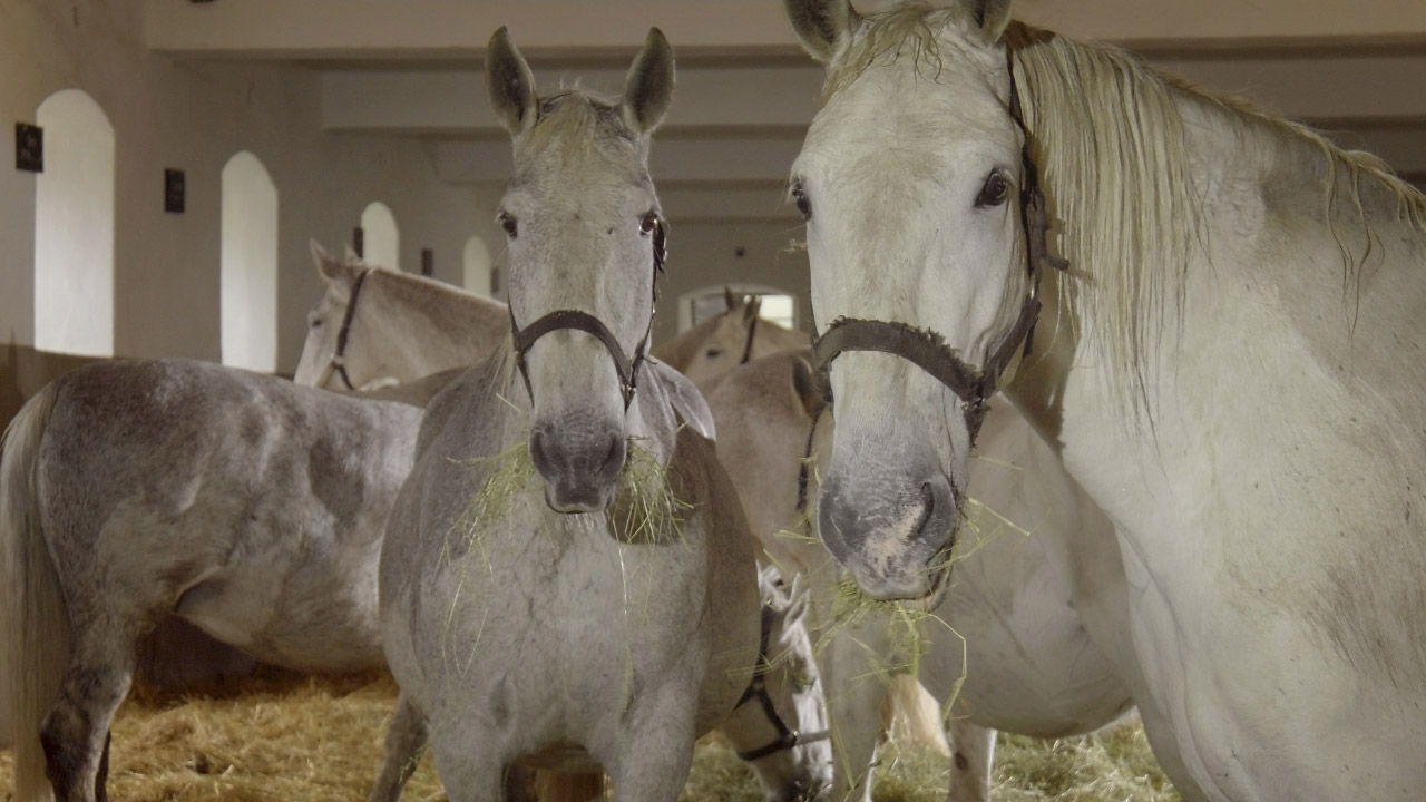 Kladruby - Koně pro císaře - Národní klenoty | Česká televize