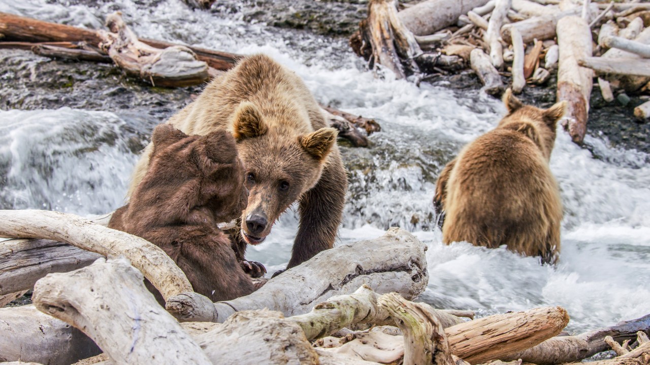 2/4 Mírný pás severní polokoule - Špióni v přírodě | Česká televize