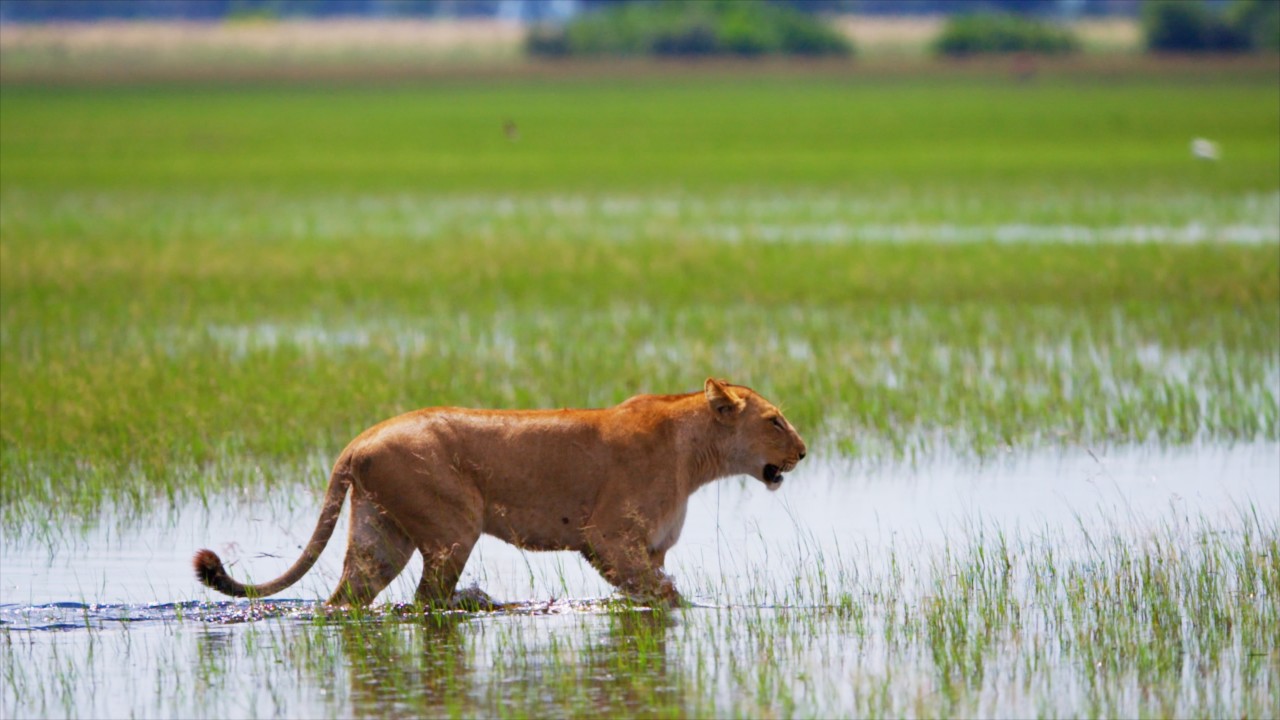 3/5 Delta řeky Okavango - Velkolepá příroda Afriky | Česká televize