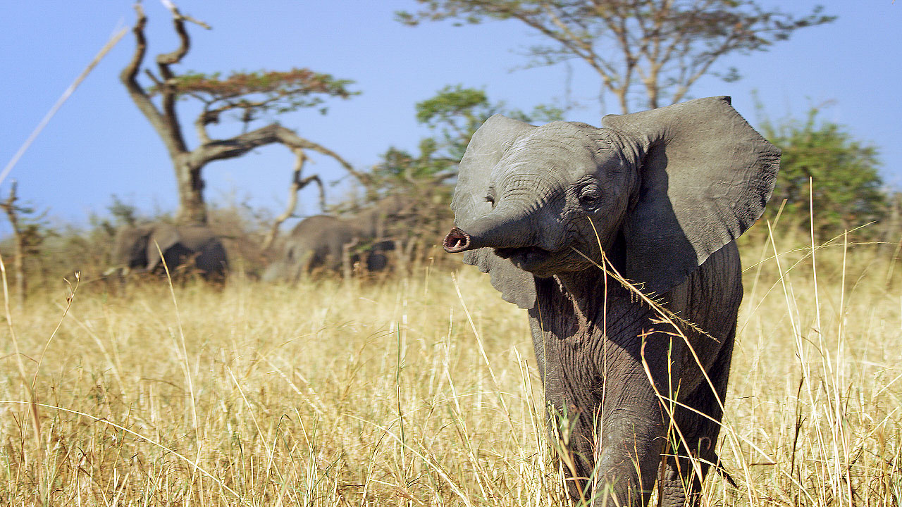 1/6 Serengeti - Serengeti | Česká televize