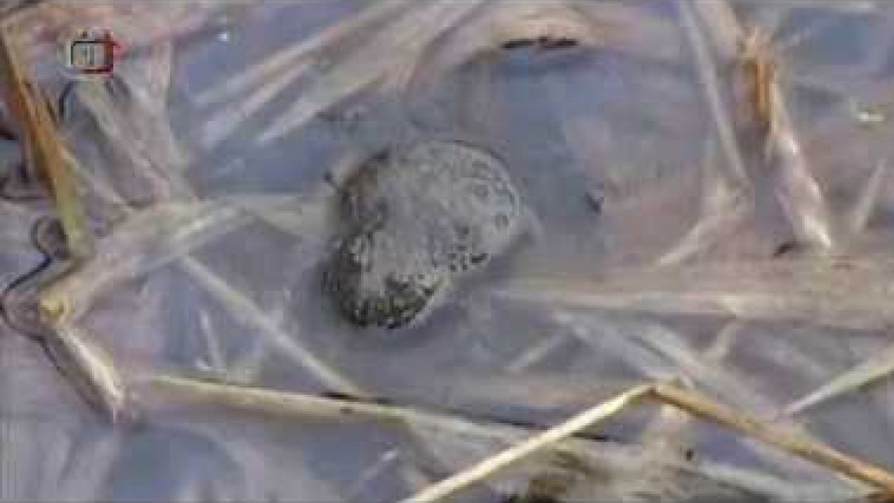 Kuňka obecná - Živé srdce Evropy | Česká televize