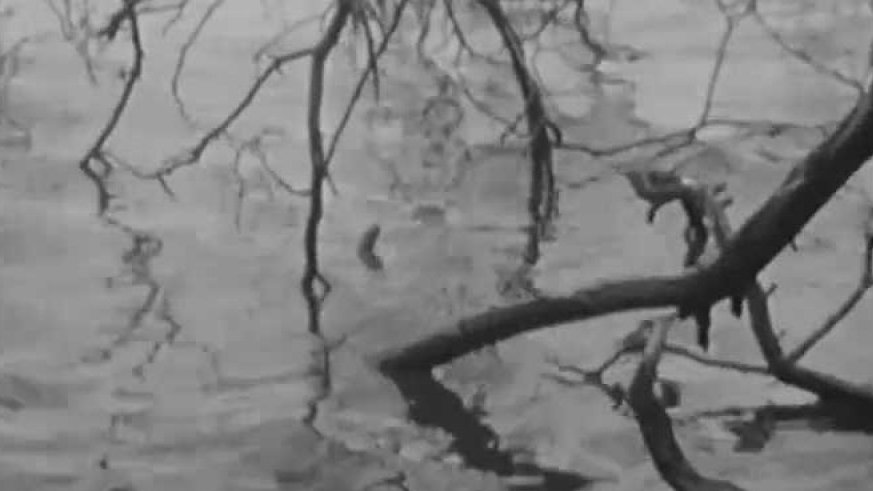 Země mluví - Kampa - TVŠ | Česká televize