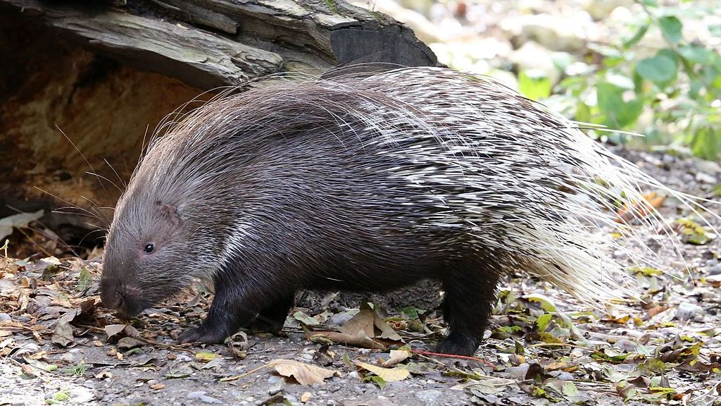 Dikobraz běloocasý - Návštěva v ZOO | Česká televize