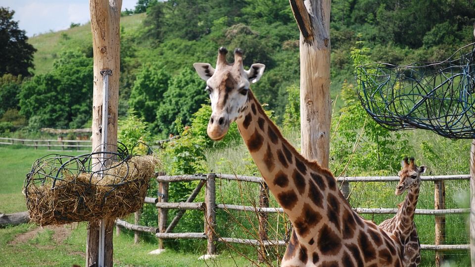 Žirafy - Návštěva v ZOO | Česká televize