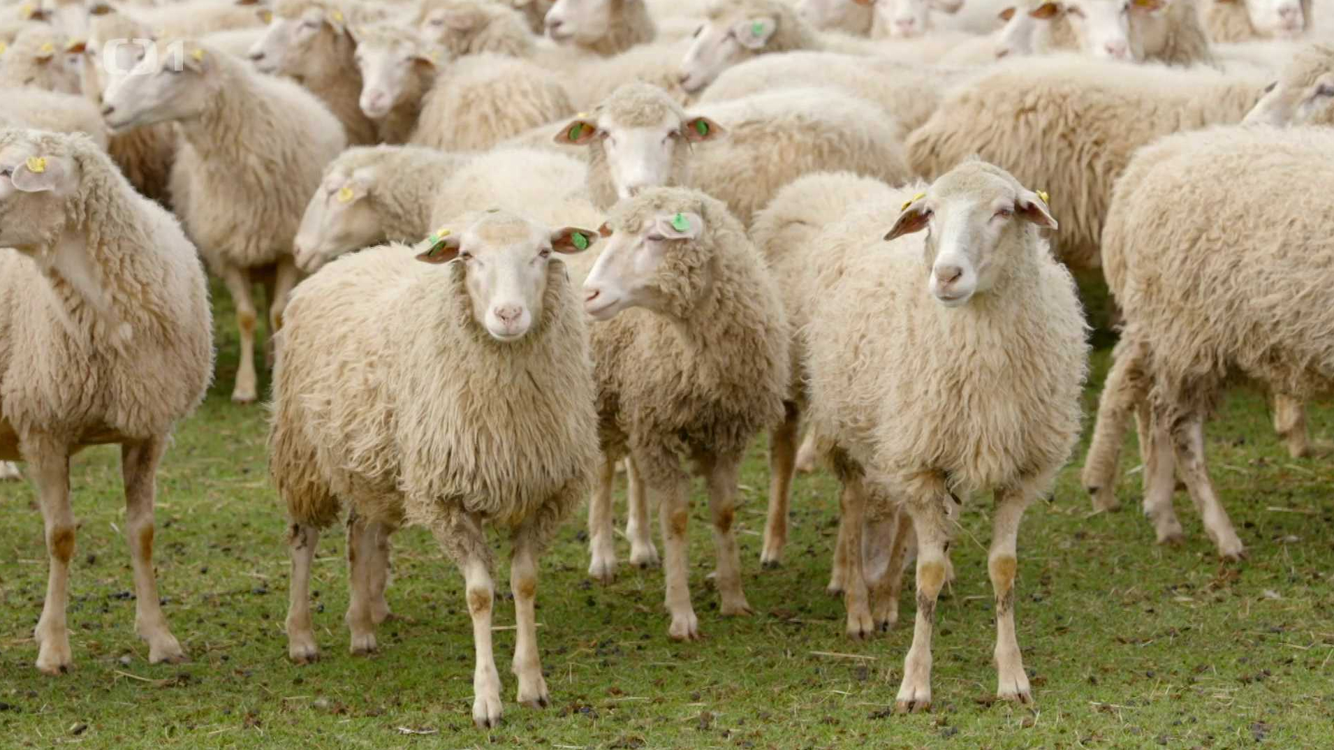 Ovce šumavská - Co naše babičky uměly a na co my jsme zapomněli | Česká televize